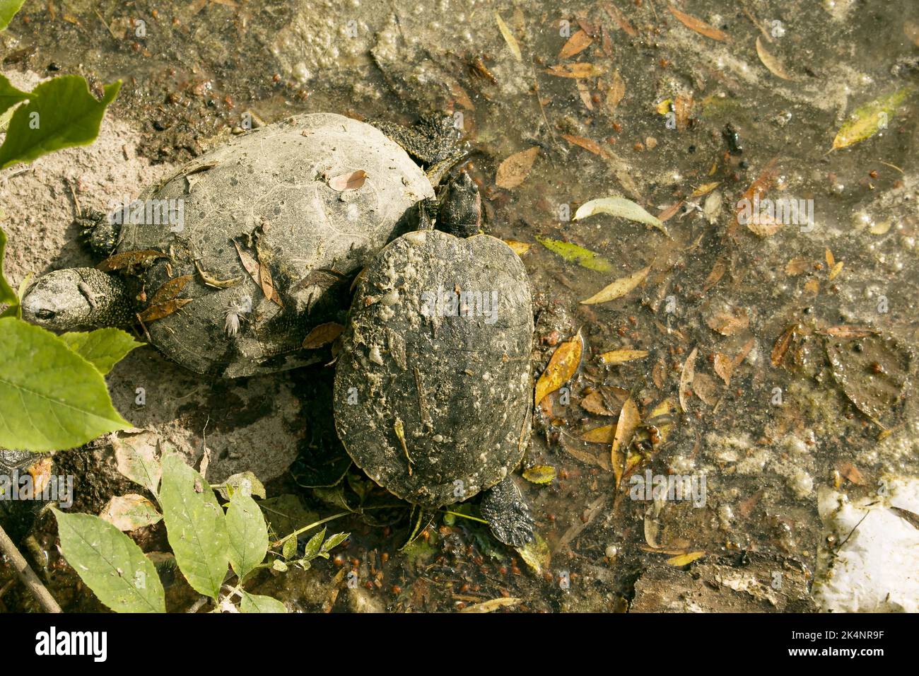 Common river turtle in habitat. Polluted reservoir. Ecological problems ...