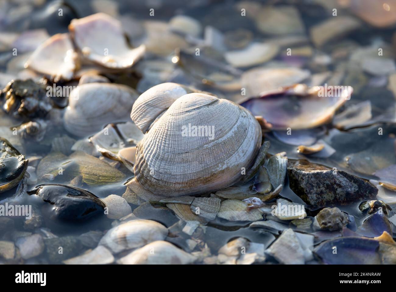 Broken clam shells hi-res stock photography and images - Alamy