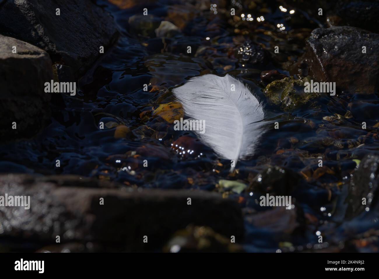 Single white feather hi-res stock photography and images - Alamy