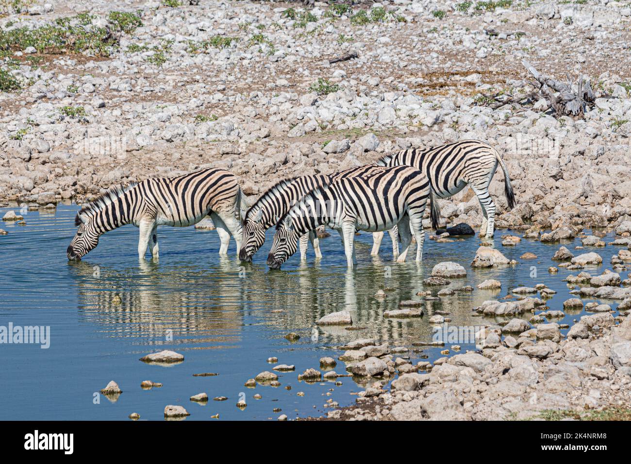 A herd of Hartmann's mountain zebra in the Etosha Nation Park Namibia ...