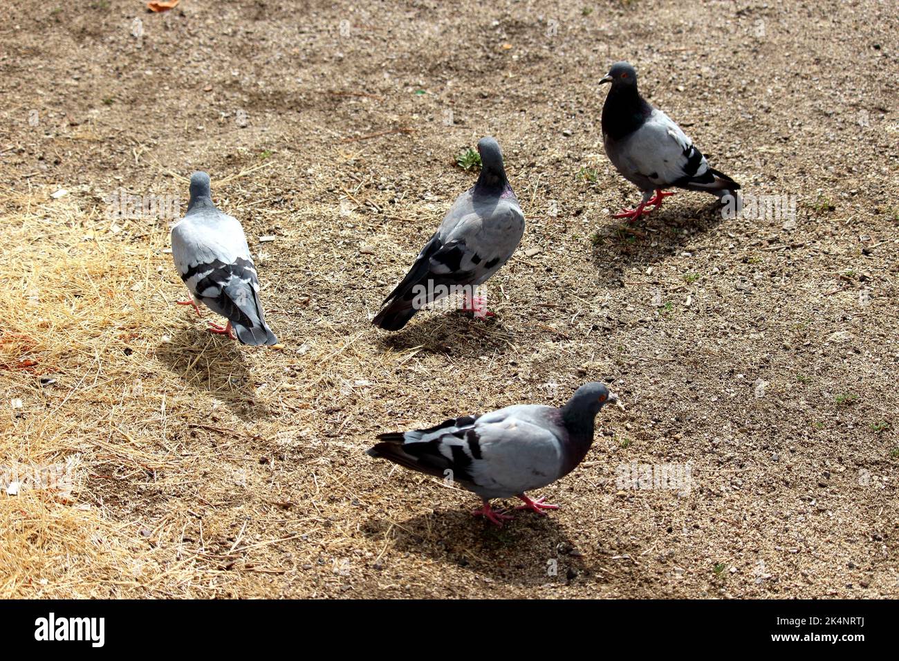 A group of pigeons on th ground Stock Photo - Alamy
