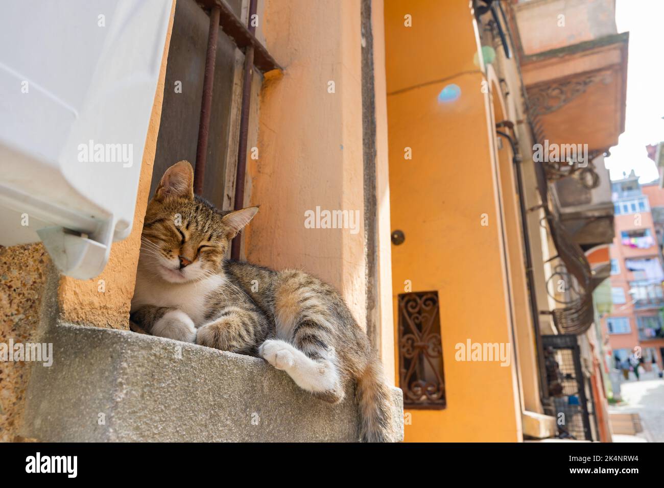 A stray cat sitting in front of the window of a house in Balat district ...