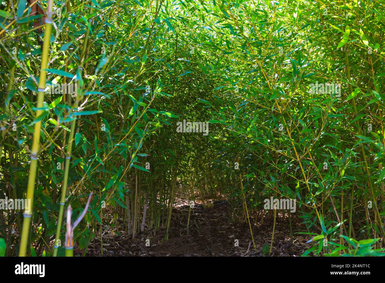 Little bamboo trees in a park from ground view. Landscape architecture ...
