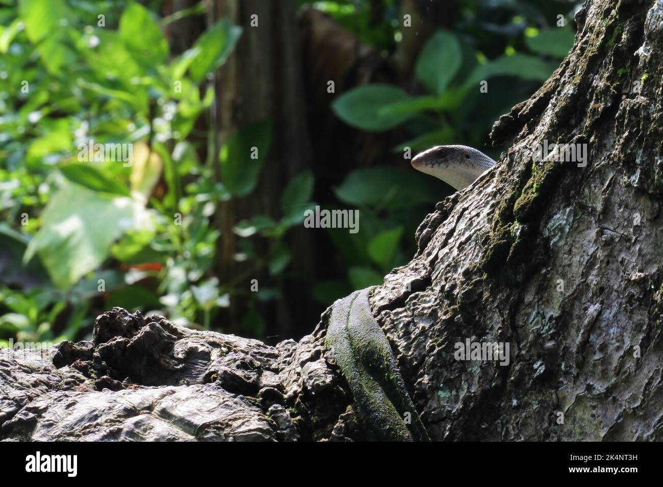 Snake head behind hi-res stock photography and images - Alamy