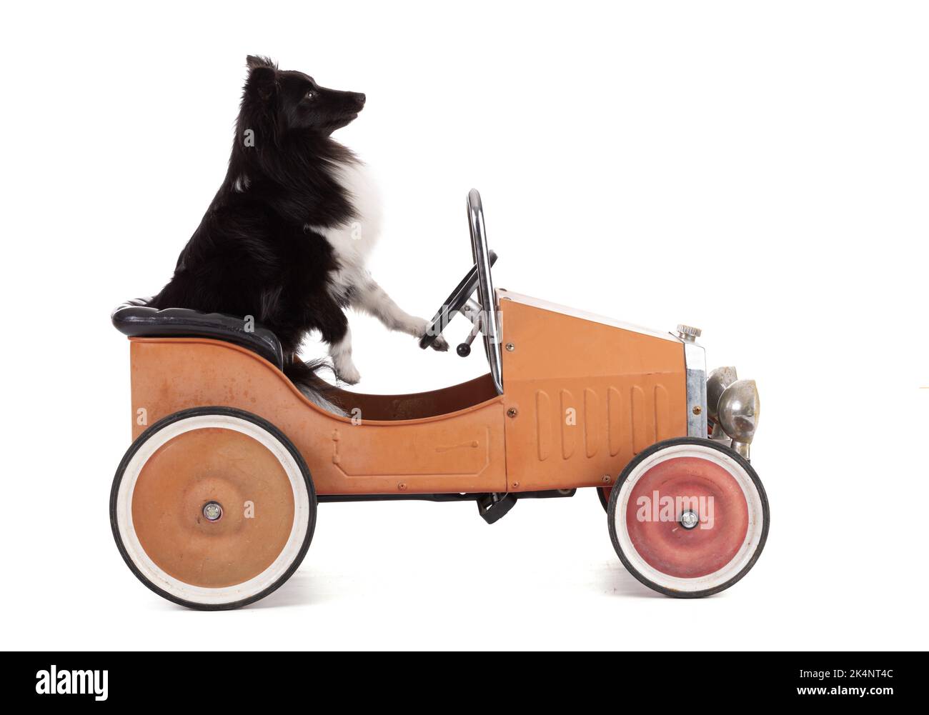 shetland dog drive into a vintage car in a white background Stock Photo ...