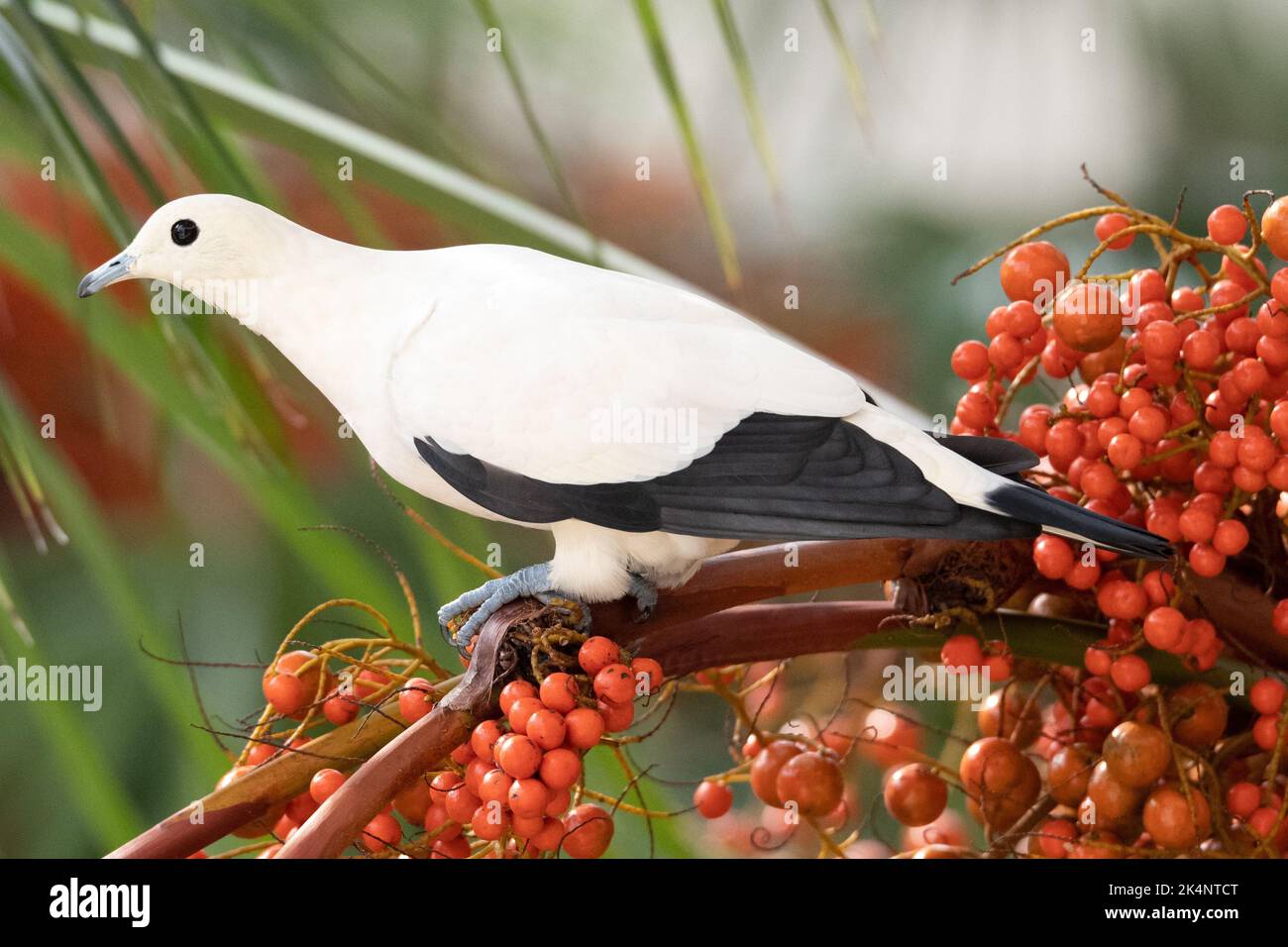 A closeup of a beautiful white Pied imperial pigeon perched on a tree ...