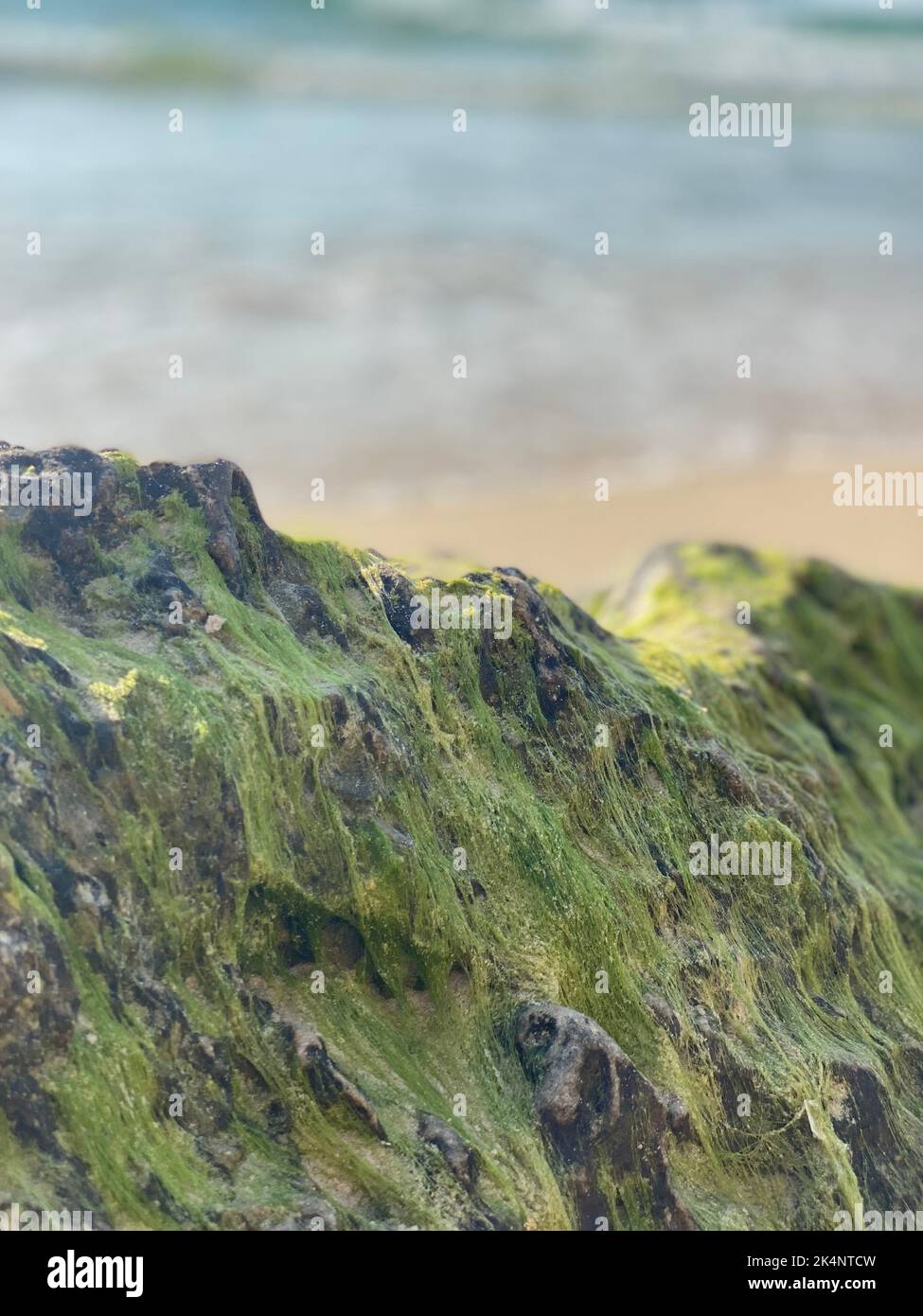 A vertical shot of rocks covered in green moss on a sandy beach Stock ...