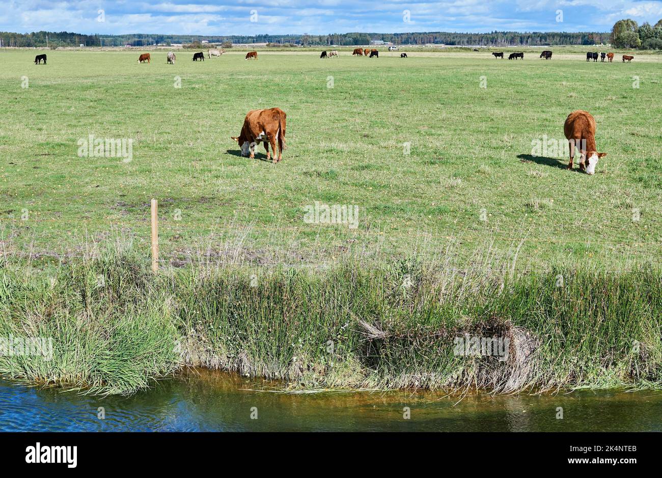 A herd of cute cows grazing green grass in a meadow on a sunny day ...