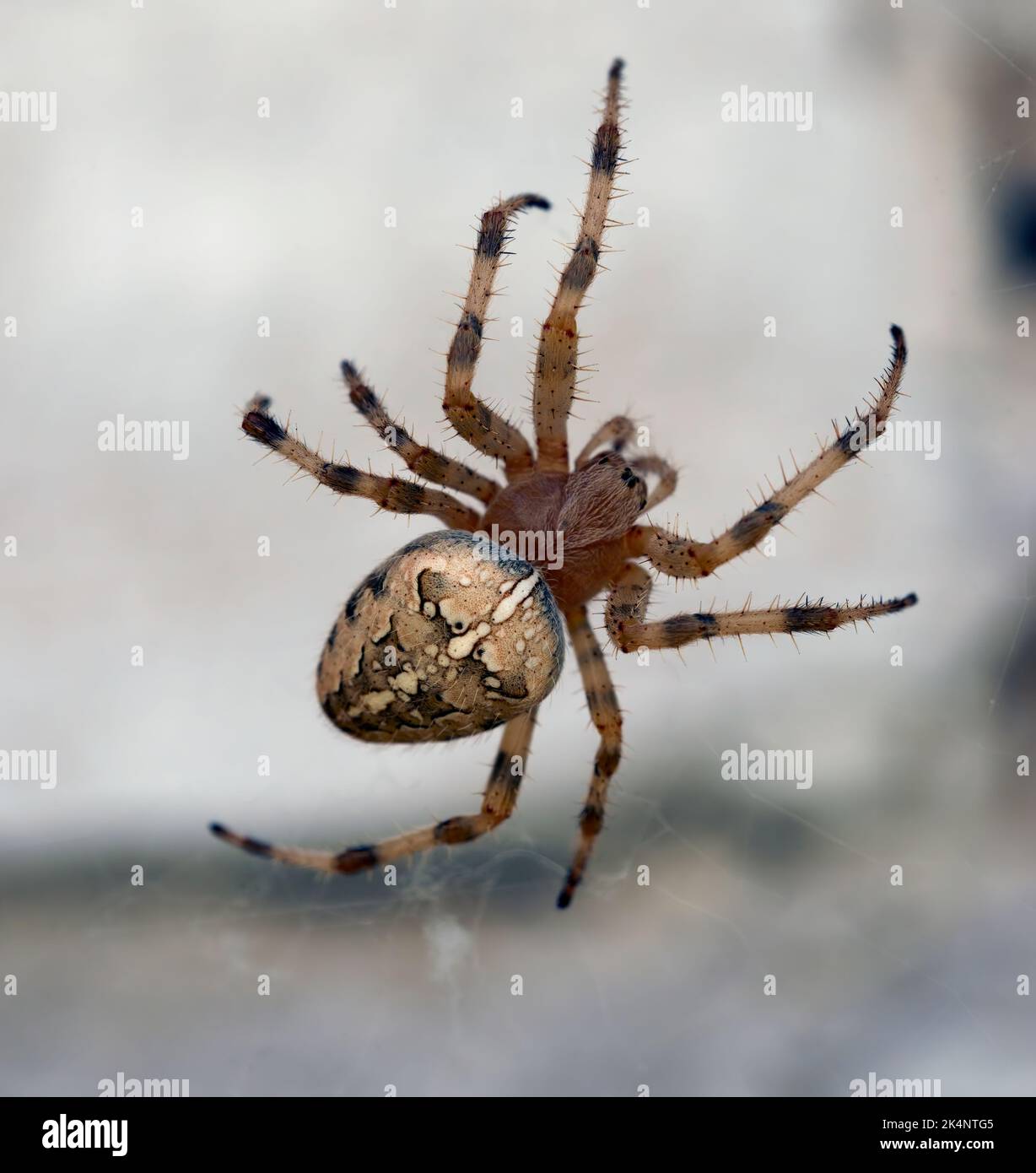 Cross spider that hanging on spider's web thread on light background ...
