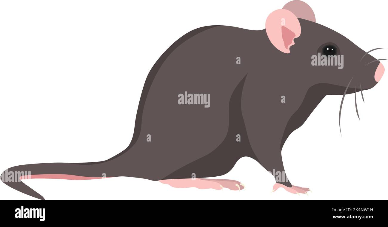 Pest rat, illustration, vector on a white background Stock Vector Image ...