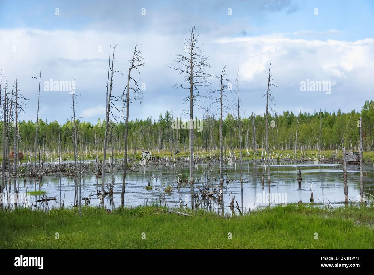 Dry trees in swamps against a blue sky with clouds. Dead trees in the ...