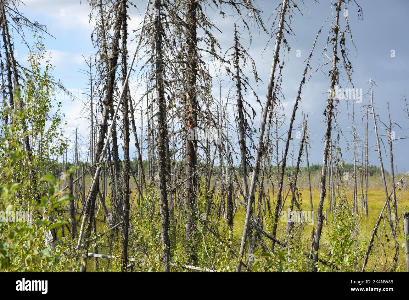 Dry trees in swamps against a blue sky with clouds. Dead trees in the ...