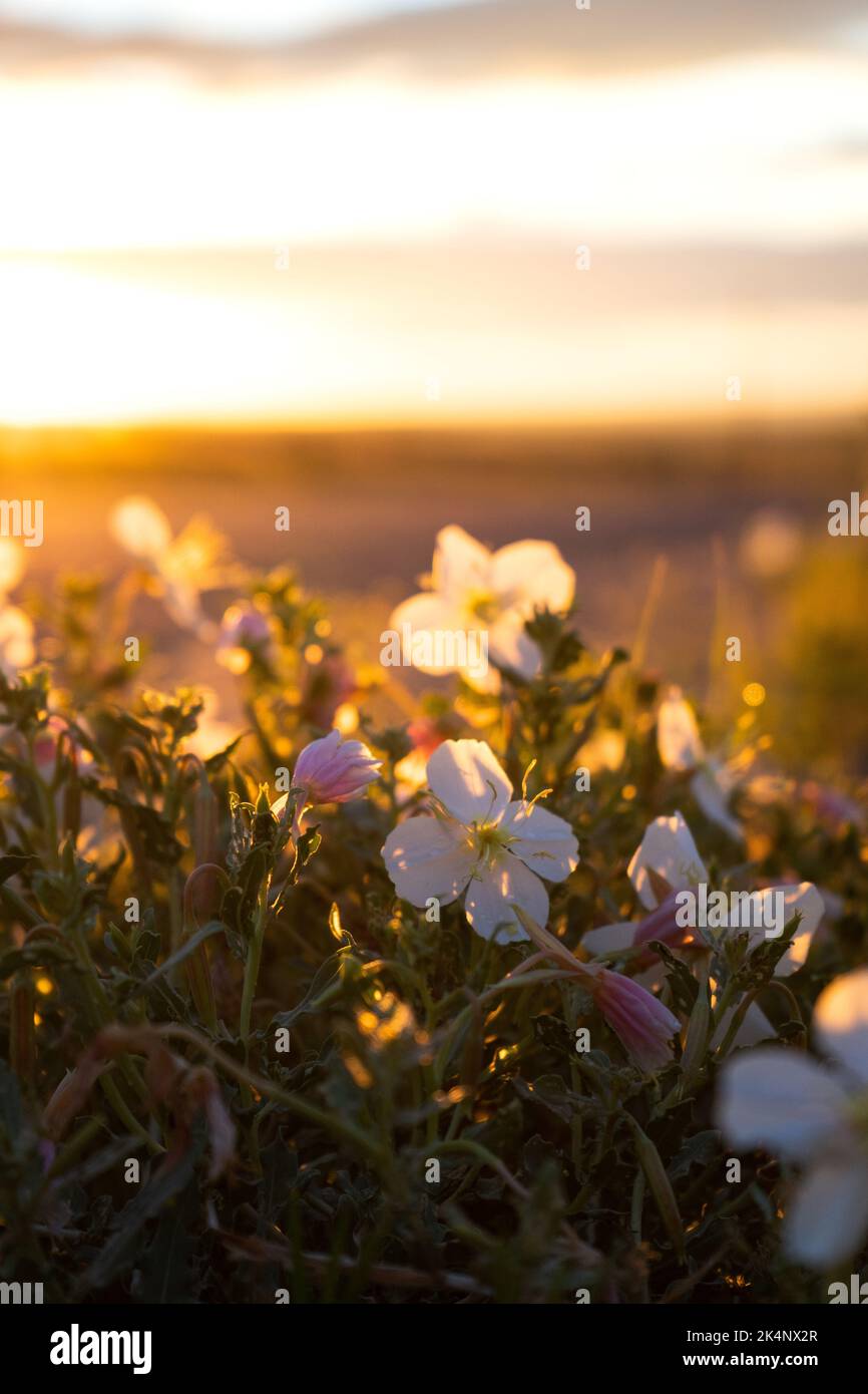 A closeup shot of the flowers under the sun. Rural Colorado Stock Photo ...