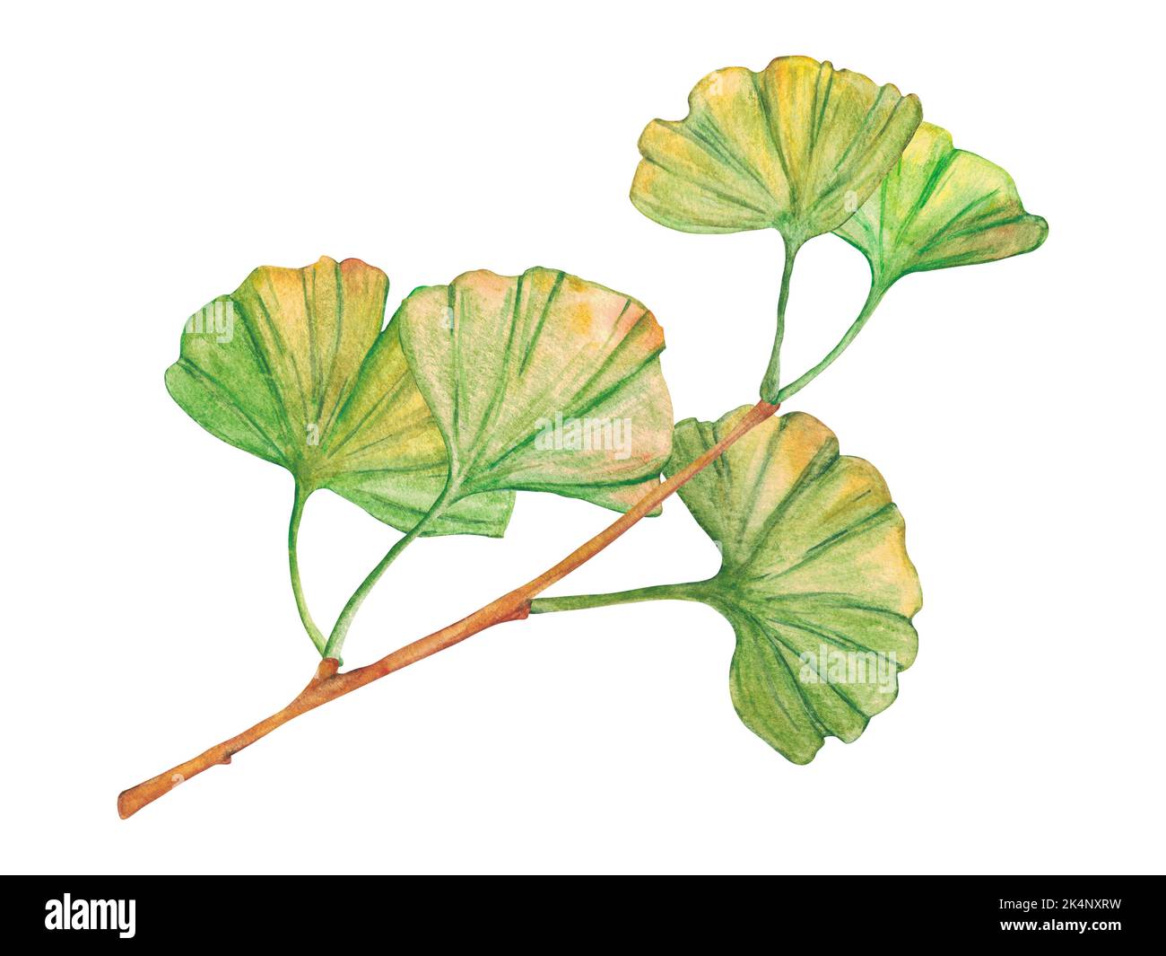 Watercolor ginkgo leaves. Realistic and botanical illustration for ...