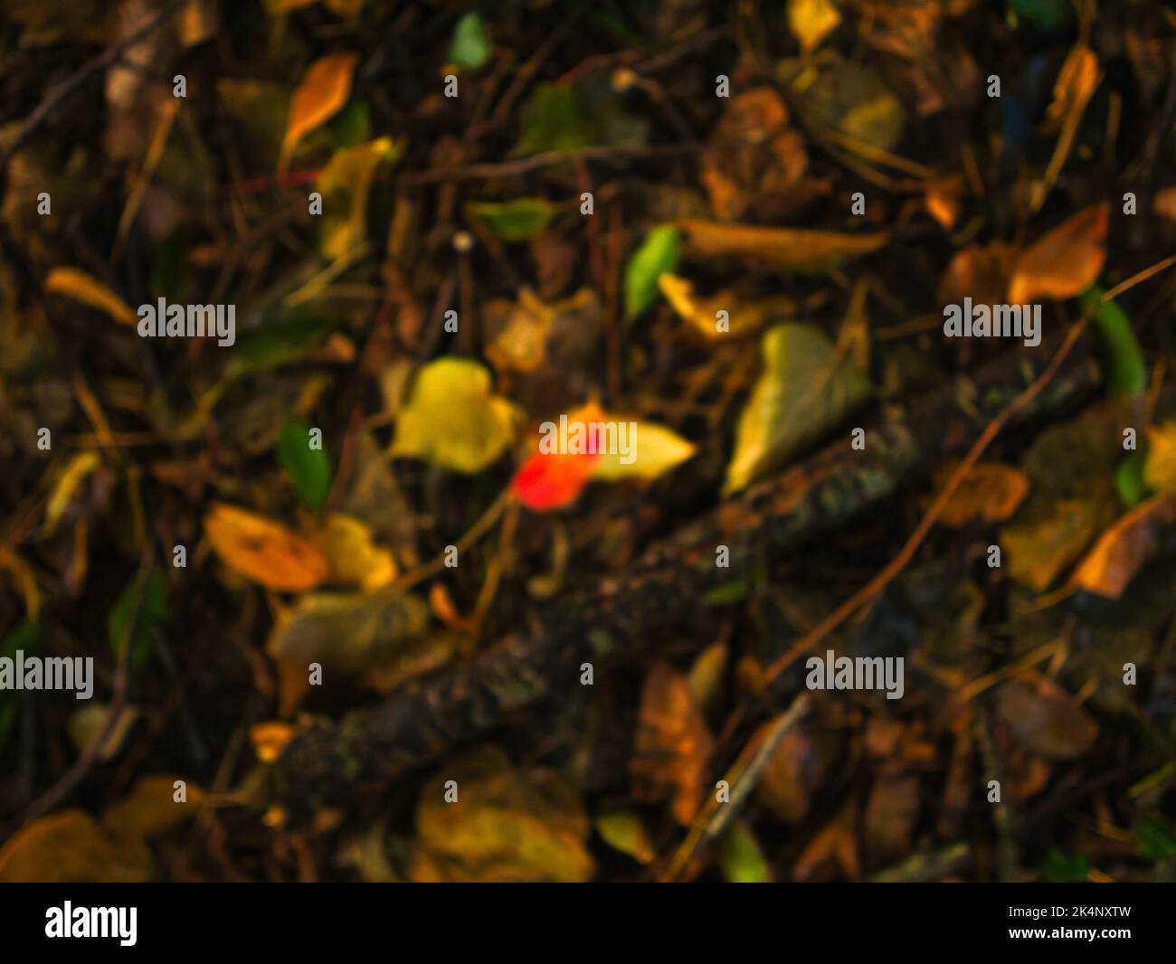 A closeup of beautiful colorful autumn leaves on the ground Stock Photo ...
