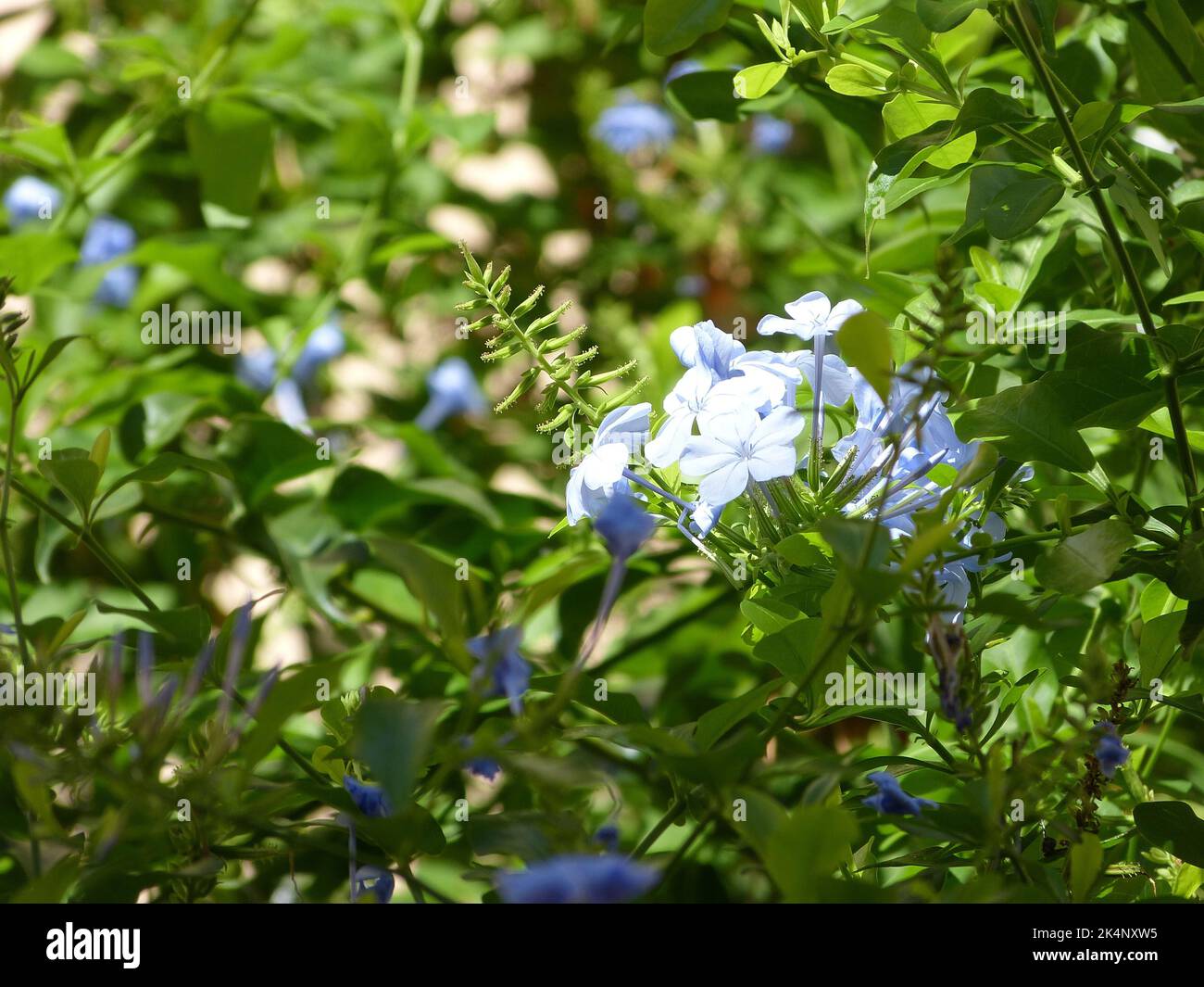 A closeup of beautiful blue jasmine flowers on a green bush Stock Photo ...