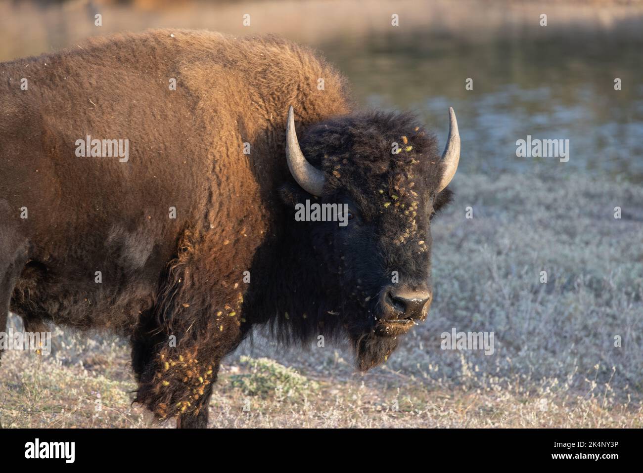 A portrait of an American Bison Stock Photo - Alamy