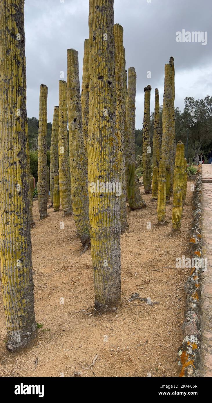 A vertical shot of big cacti in Pinya de Rosa Tropical Botanical Garden ...