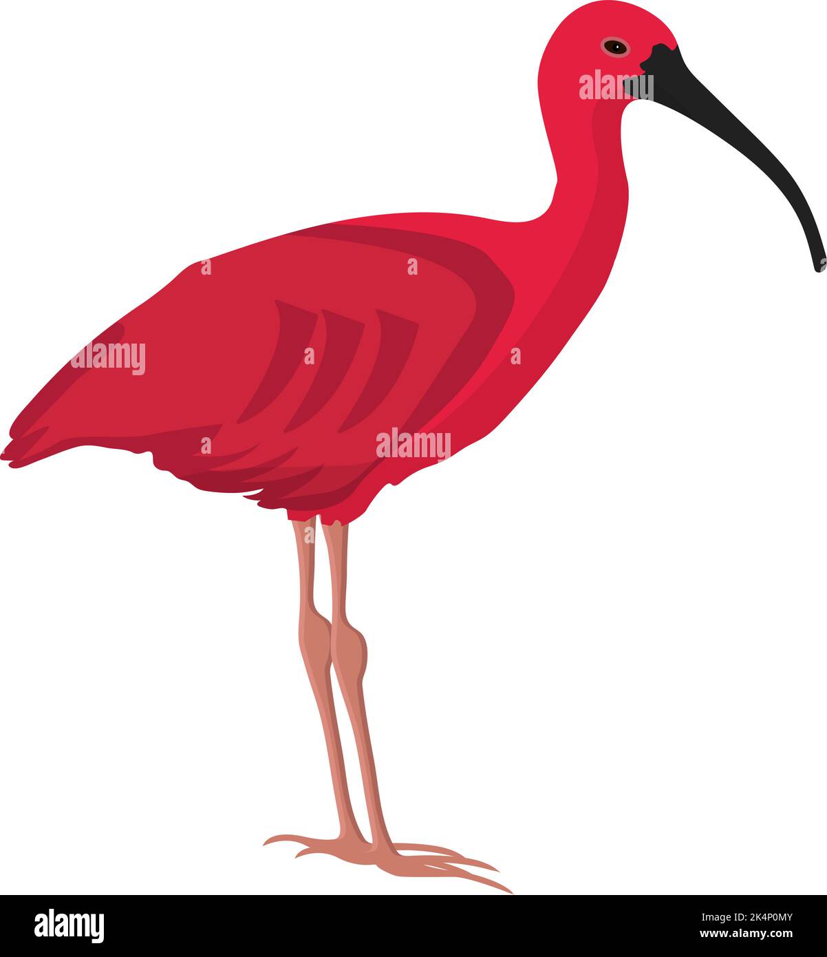 Scarlet and yellow Cut Out Stock Images & Pictures - Alamy