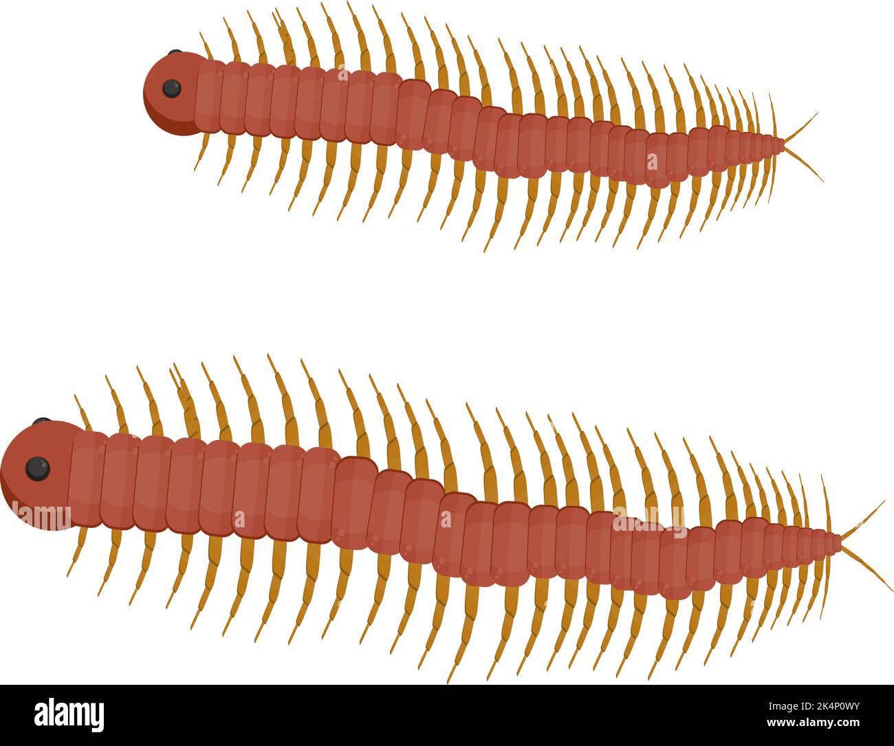 Two centipedes, illustration, vector on a white background Stock Vector ...