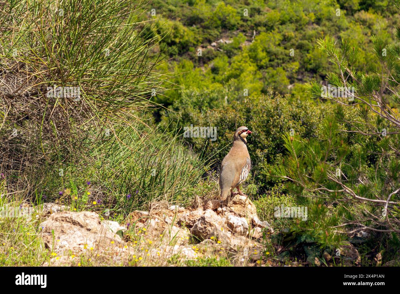 Partridge in nature. Wild red-legged partridge in natural habitat. Game ...