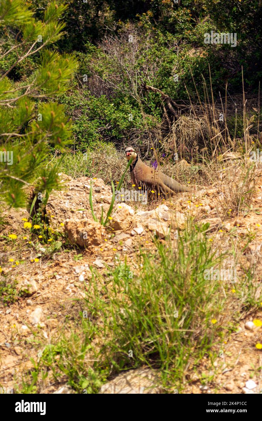 Partridge in nature. Wild red-legged partridge in natural habitat. Game ...