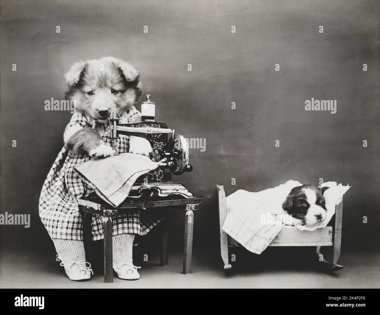 A dog, dressed in clothes, uses a sewing machine while a puppy lays in ...
