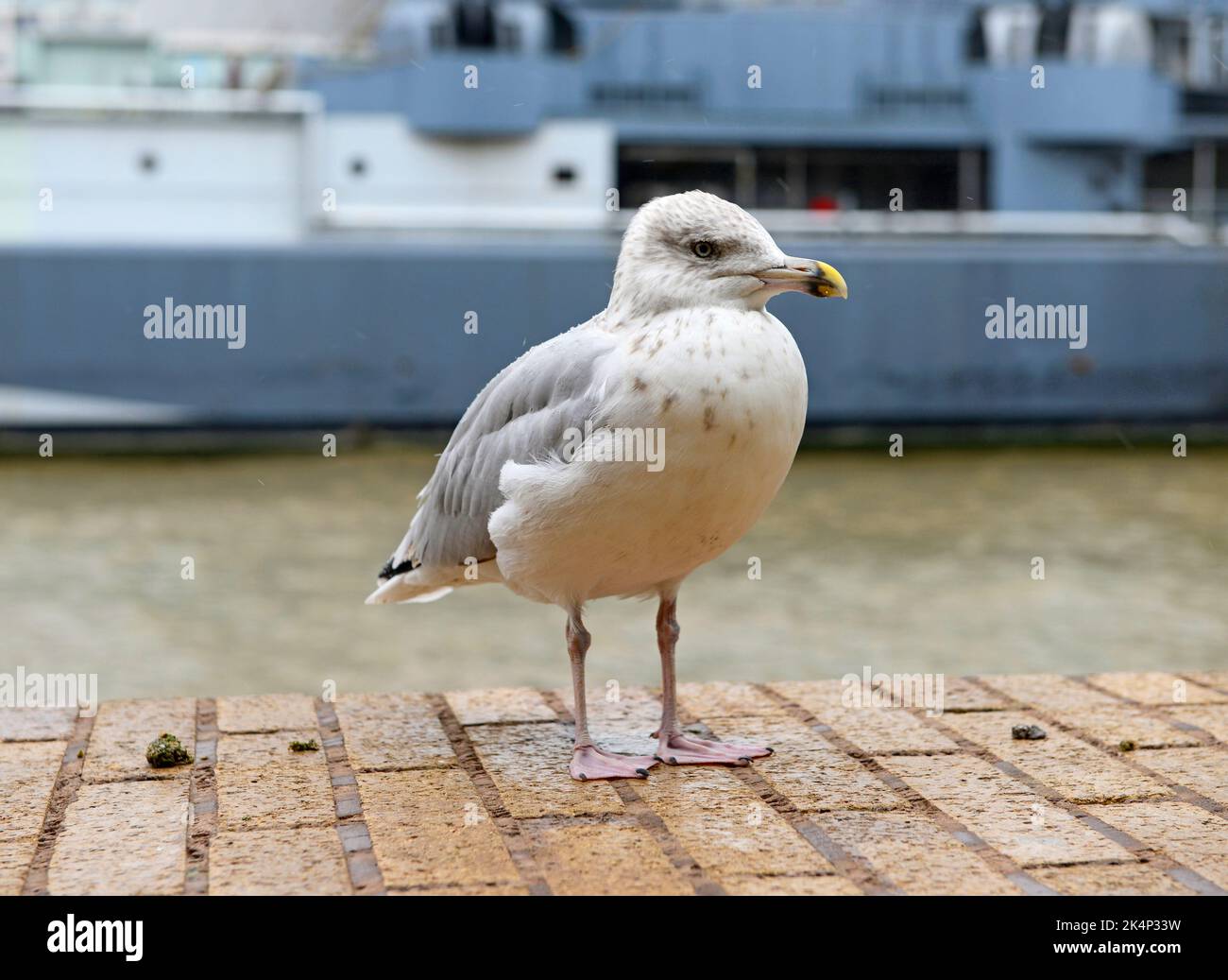 A seagull stands on the wall of Queens Walk opposite HMS Belfast in ...