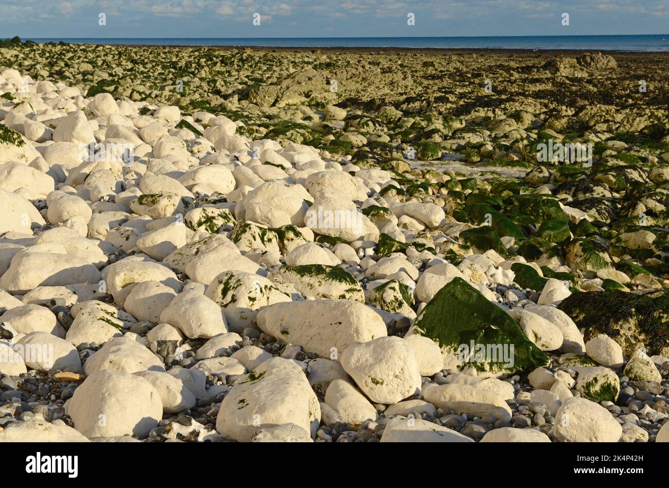 Eroded chalk rock formations with seaweed on the beach at Birling Gap ...