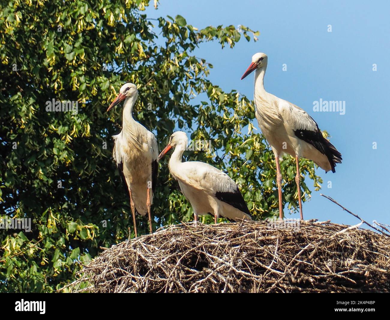 Zywkowo, Poland -: Land famous for the world's largest concentration of ...