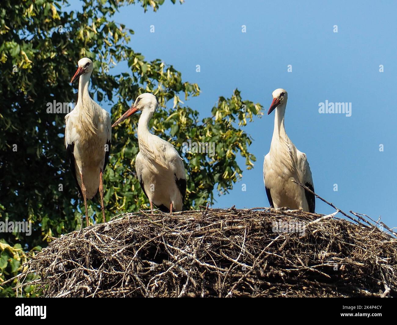 Zywkowo, Poland -: Land famous for the world's largest concentration of ...