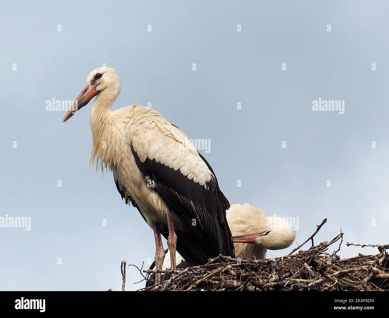 Poland: Land famous for the world's largest concentration of storks ...