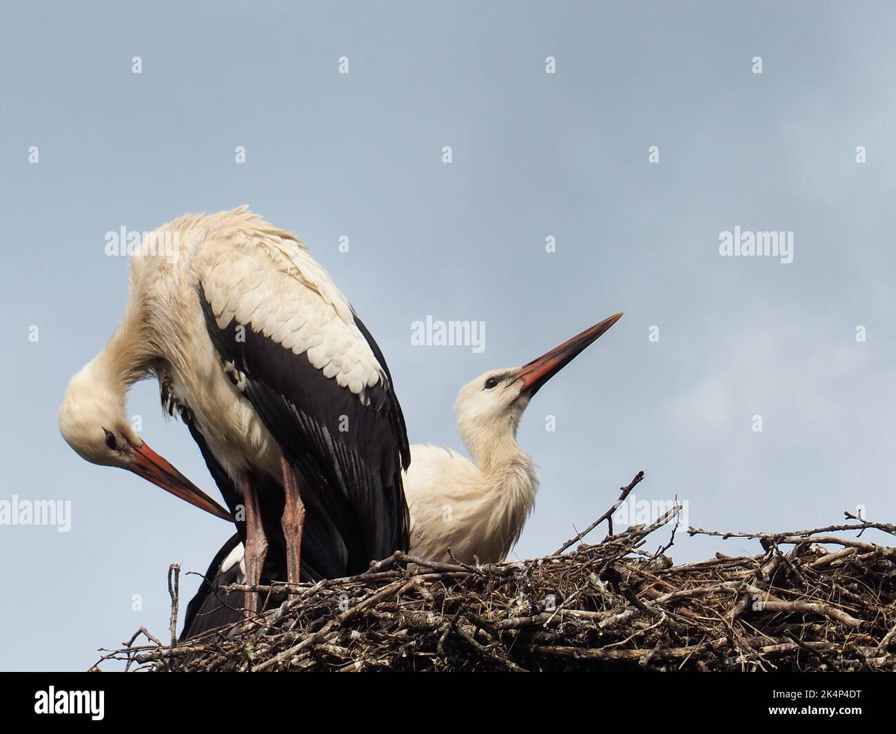 Poland: Land famous for the world's largest concentration of storks ...
