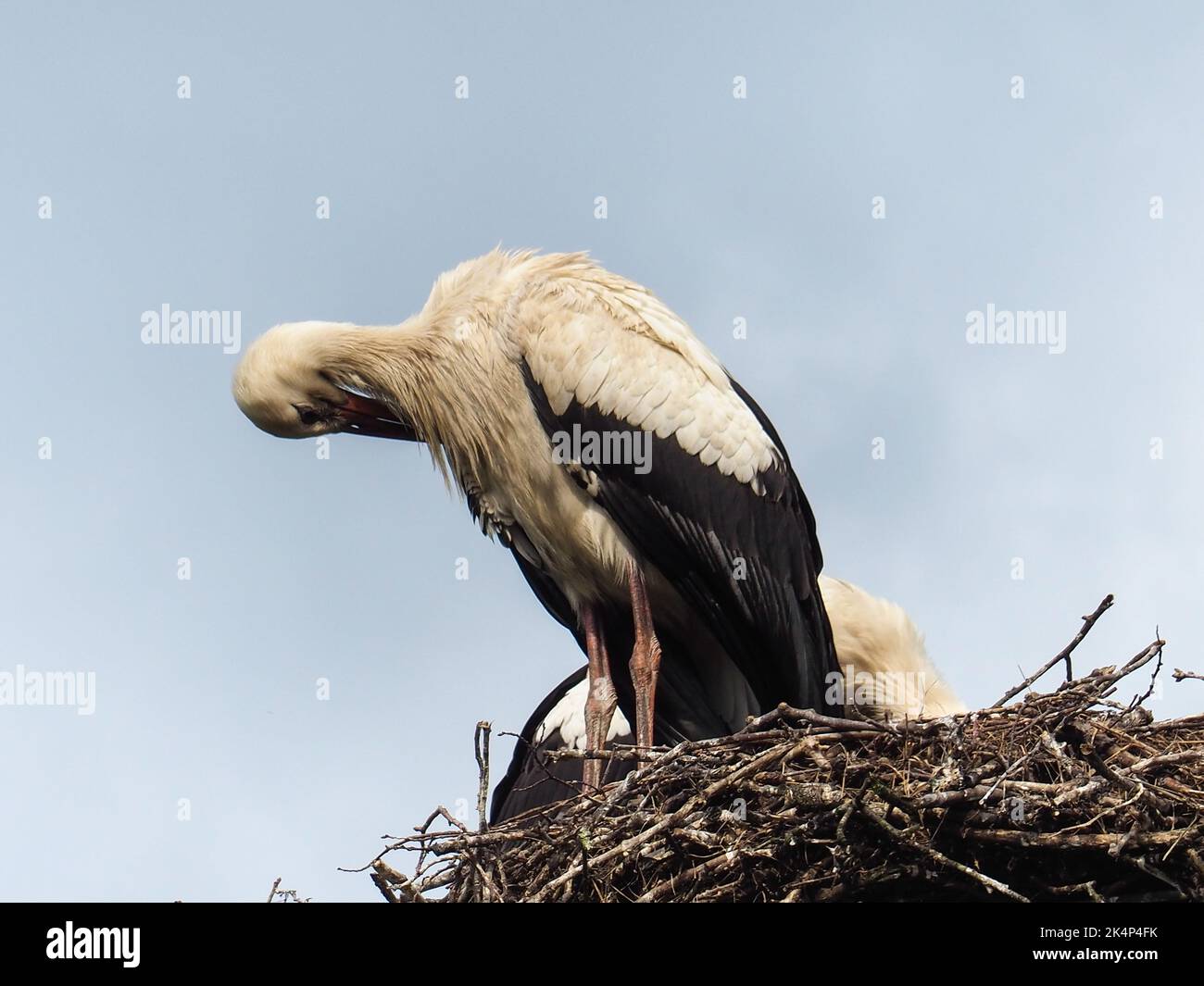 Poland: Land famous for the world's largest concentration of storks ...