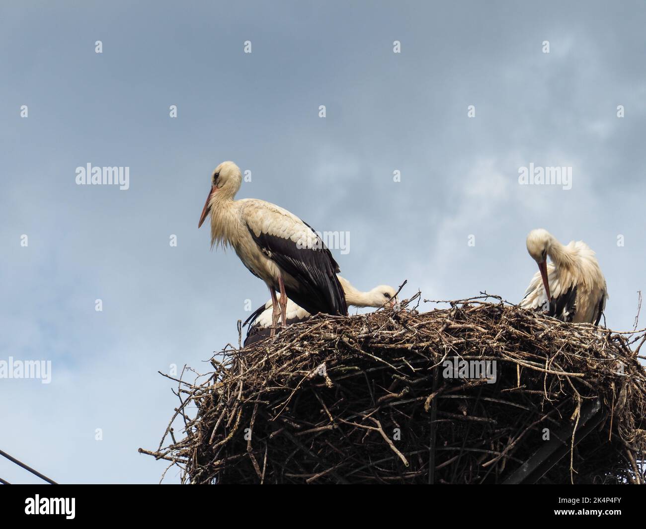 Poland: Land famous for the world's largest concentration of storks ...