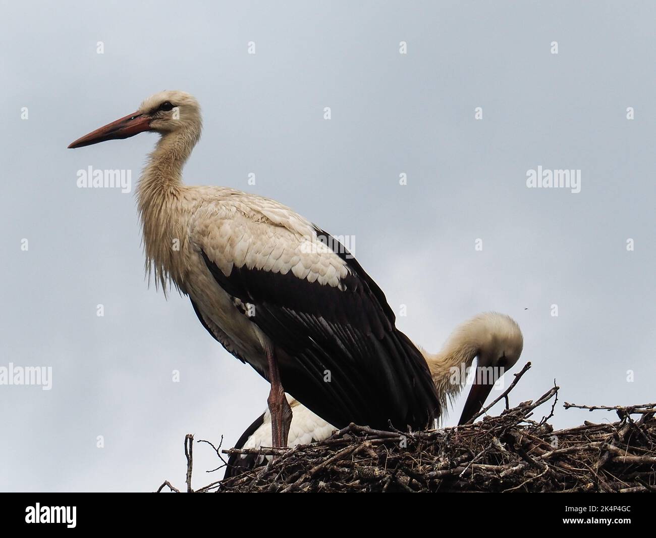 Poland: Land famous for the world's largest concentration of storks ...