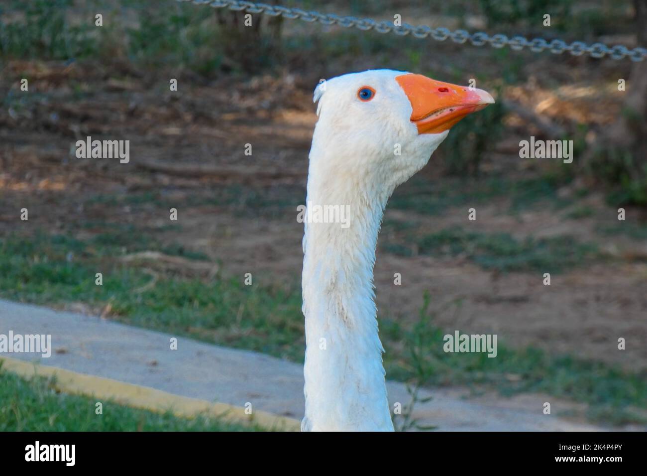 domestic animals on a farm during the summer season Stock Photo - Alamy