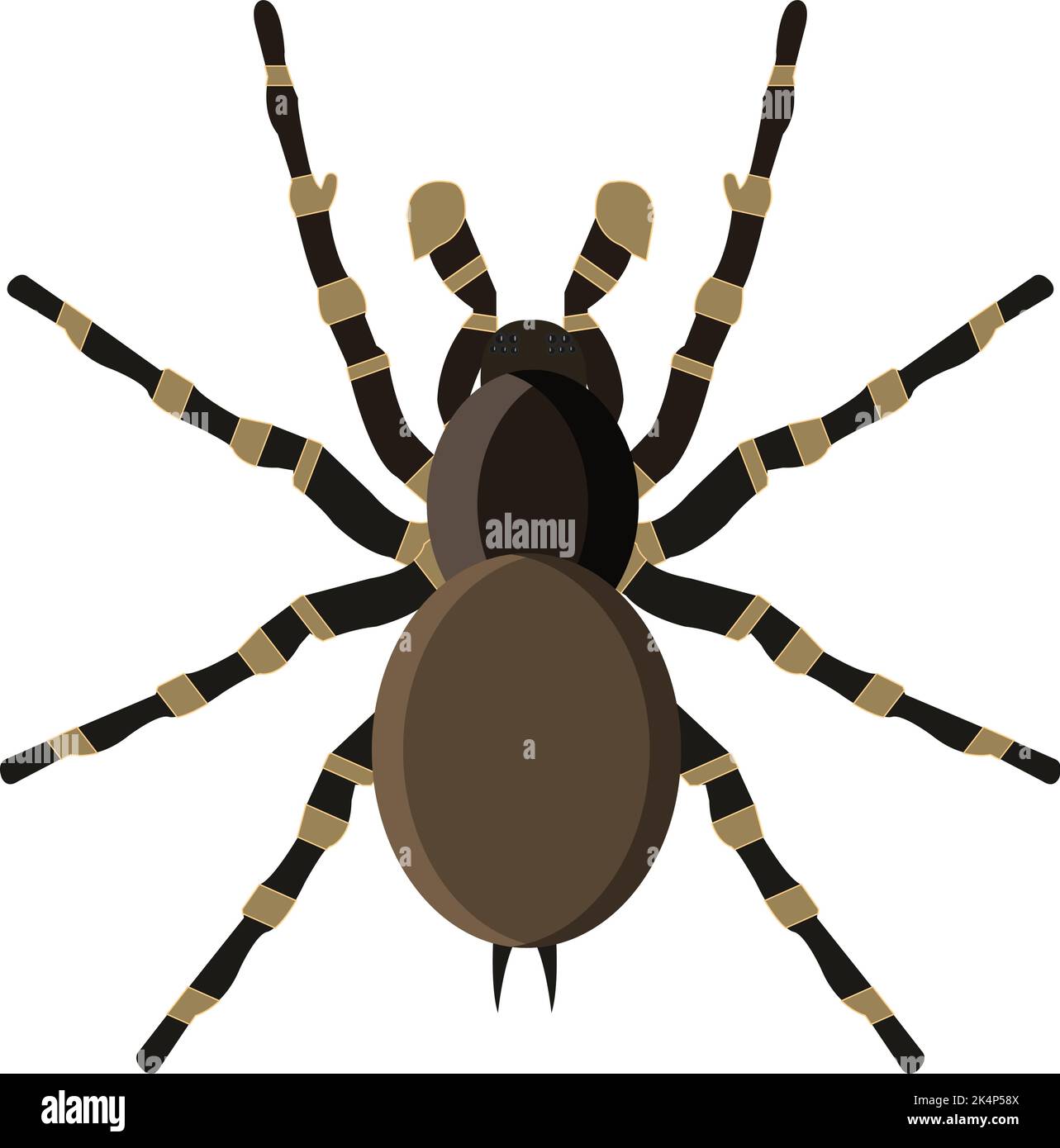 Tarantula spider, illustration, vector on a white background Stock ...