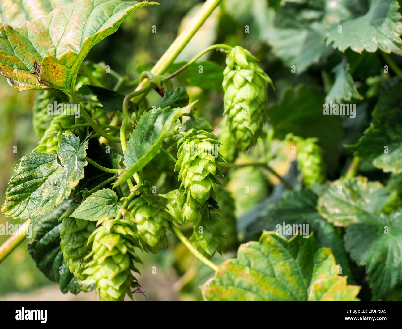 Bavaria, Germany: Hop cultivation for beer production Stock Photo - Alamy