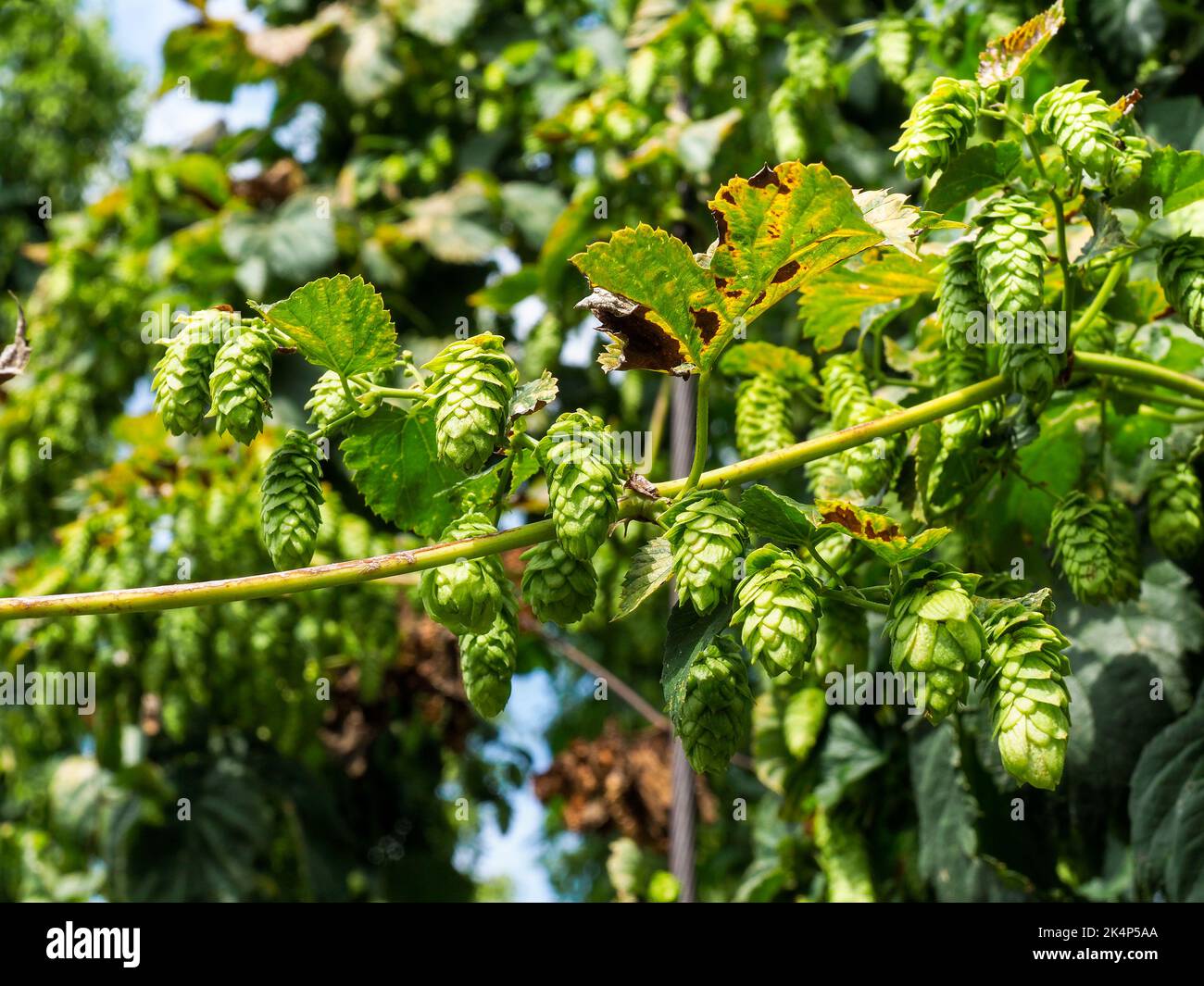 Bavaria, Germany: Hop cultivation for beer production Stock Photo - Alamy