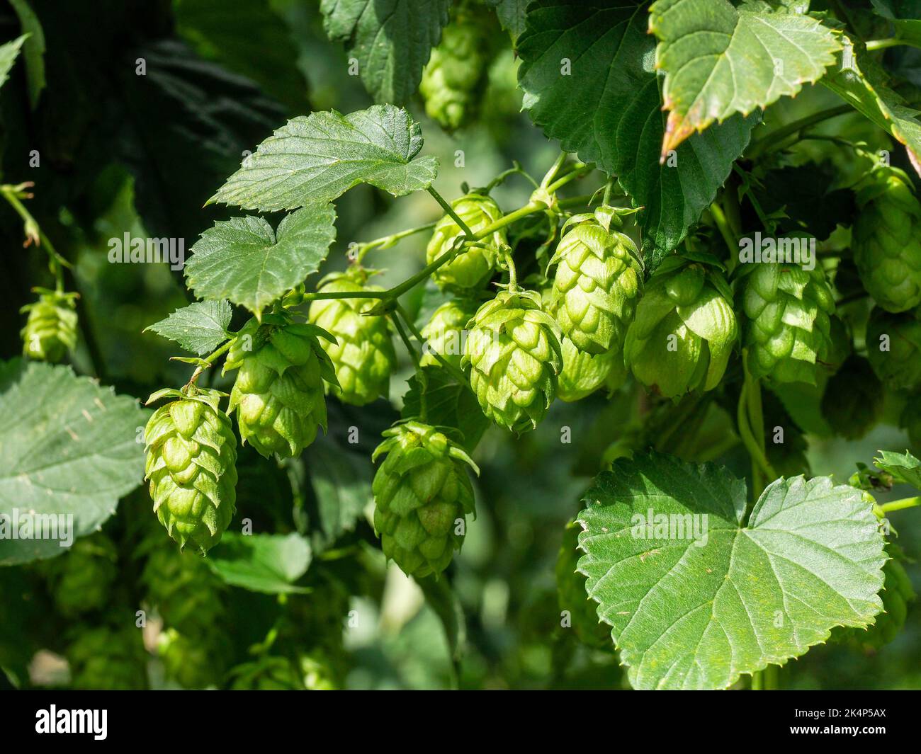 Bavaria, Germany: Hop cultivation for beer production Stock Photo - Alamy