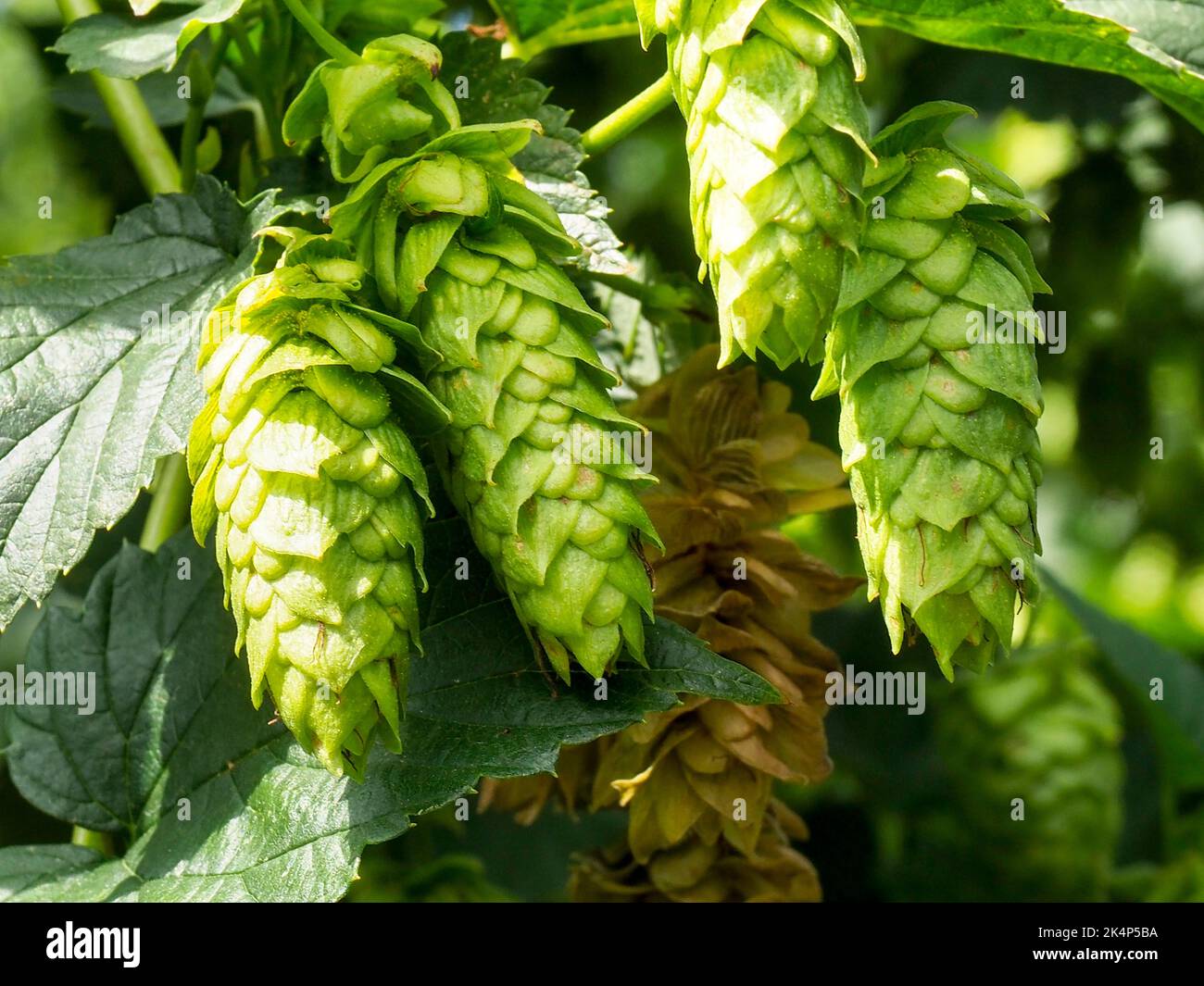 Bavaria, Germany: Hop cultivation for beer production Stock Photo - Alamy