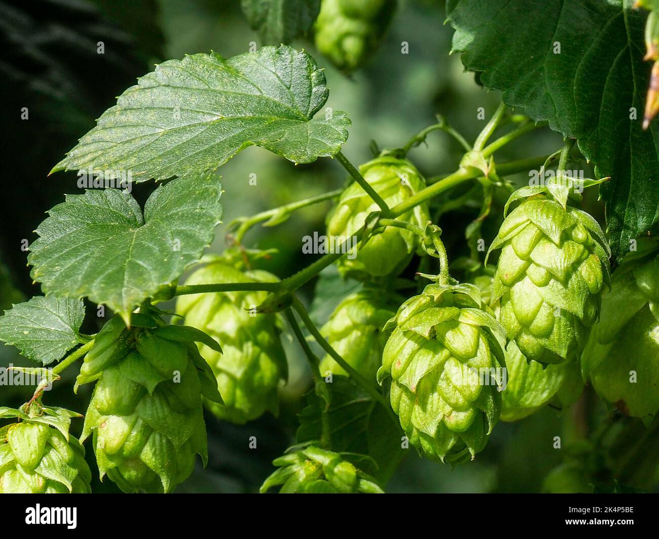 Bavaria, Germany: Hop cultivation for beer production Stock Photo - Alamy