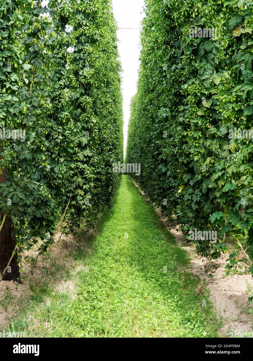 Bavaria, Germany: Hop cultivation for beer production Stock Photo - Alamy