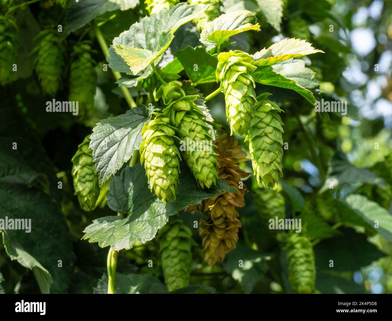 Bavaria, Germany: Hop cultivation for beer production Stock Photo - Alamy