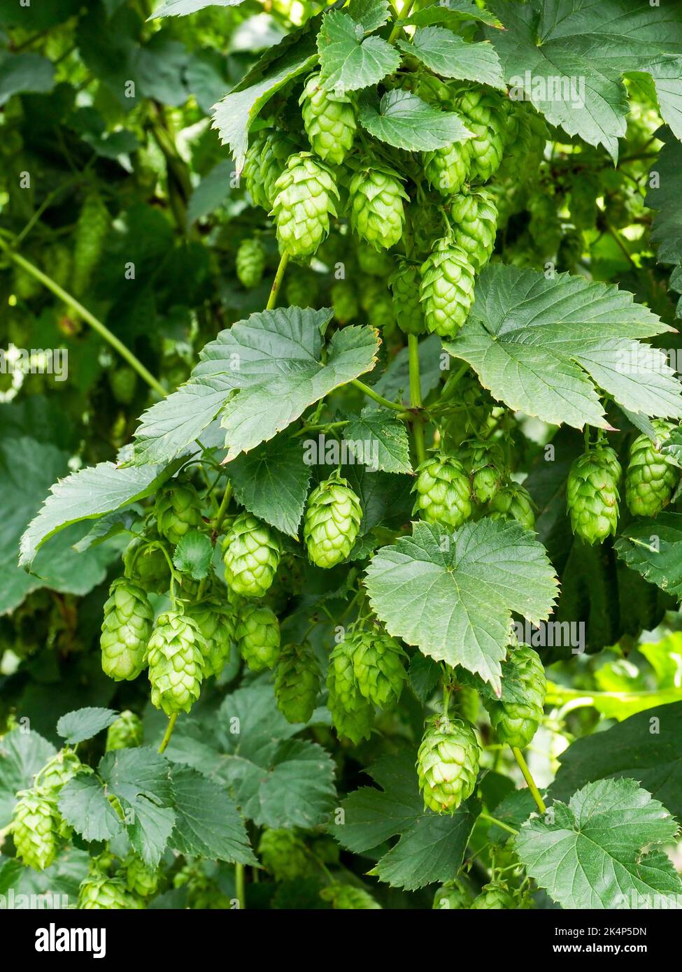 Bavaria, Germany: Hop cultivation for beer production Stock Photo - Alamy