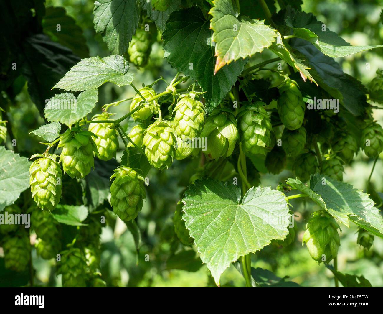 Bavaria, Germany: Hop cultivation for beer production Stock Photo - Alamy