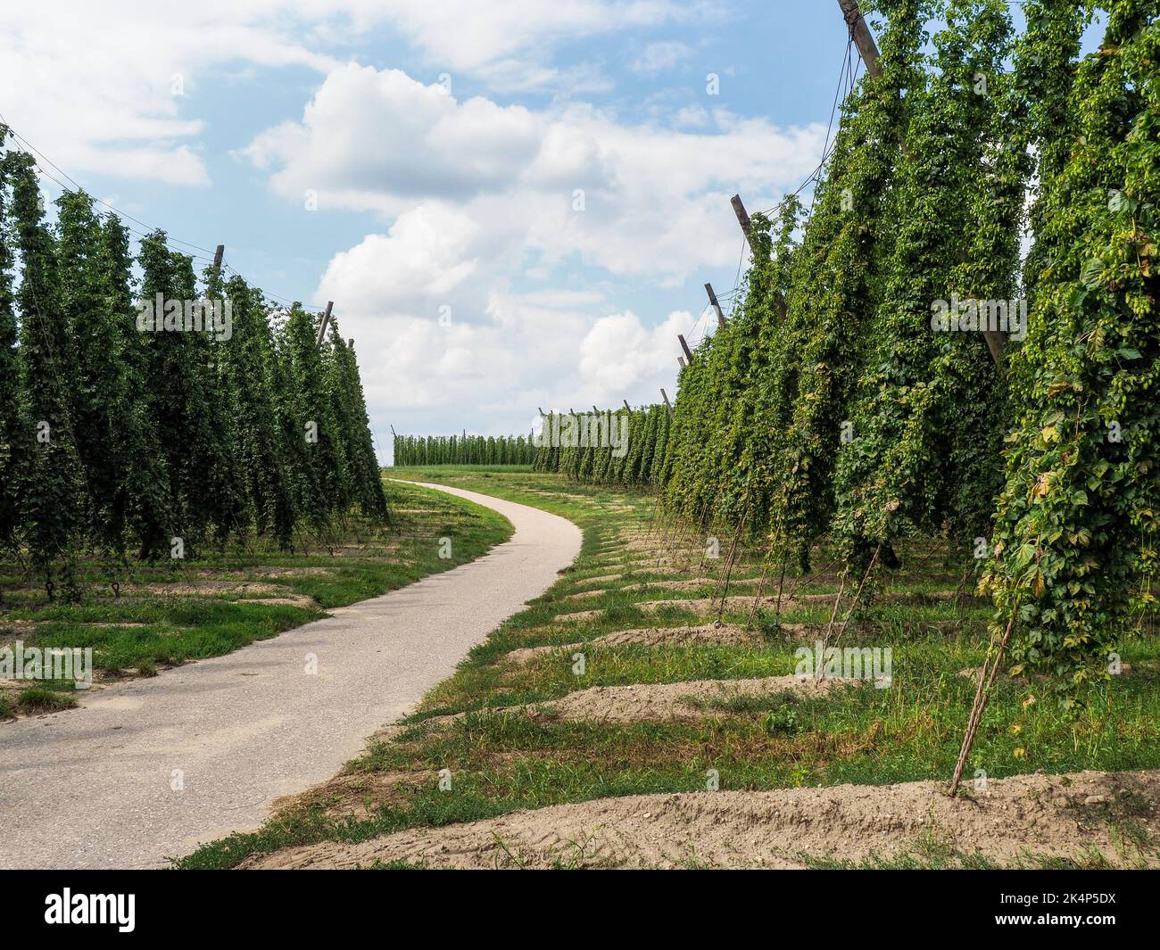 Bavaria, Germany: Hop cultivation for beer production Stock Photo - Alamy