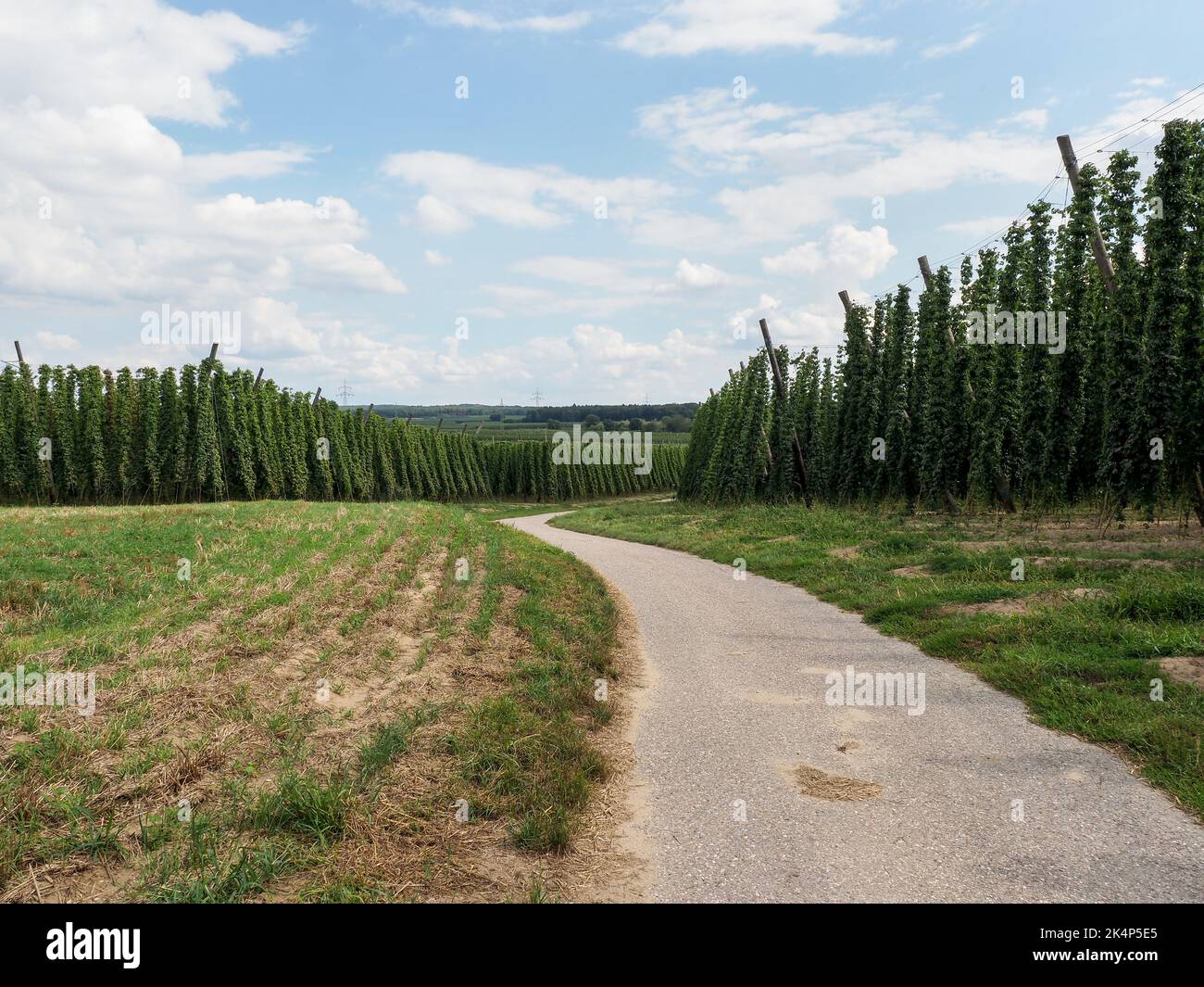 Bavaria, Germany: Hop cultivation for beer production Stock Photo - Alamy