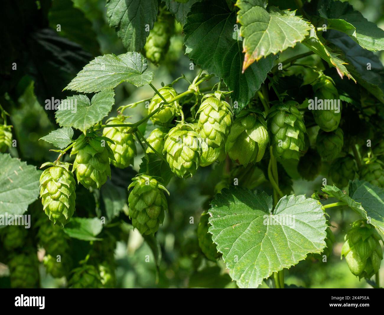 Bavaria, Germany: Hop cultivation for beer production Stock Photo - Alamy